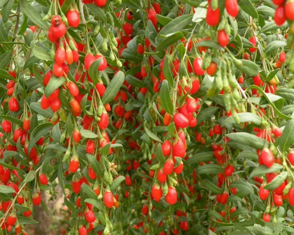 Photo, Image & Picture of Ningxia Wolfberry Tree