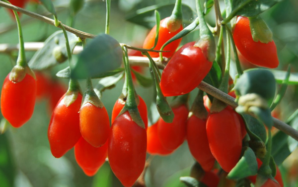 Photo, Image & Picture of Ningxia Red Wolfberry