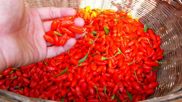 Photo, Image & Picture of Ningxia Wolfberry View
