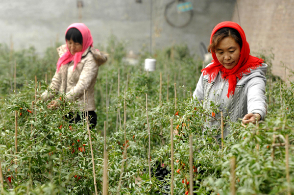 Photo, Image & Picture of Ningxia Women Picking Wolfberry