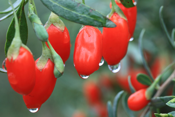 Photo, Image & Picture of Ningxia Wolfberry in Rain