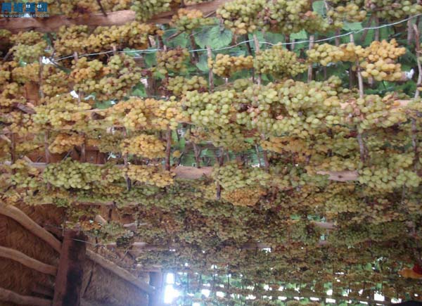 Photo, Image & Picture of Turpan Grape