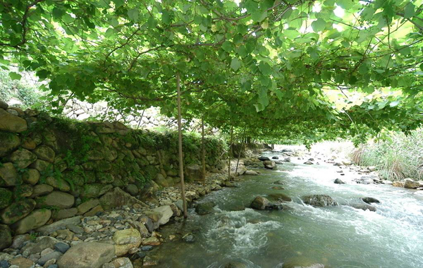 Photo, Image & Picture of Grape Valley River