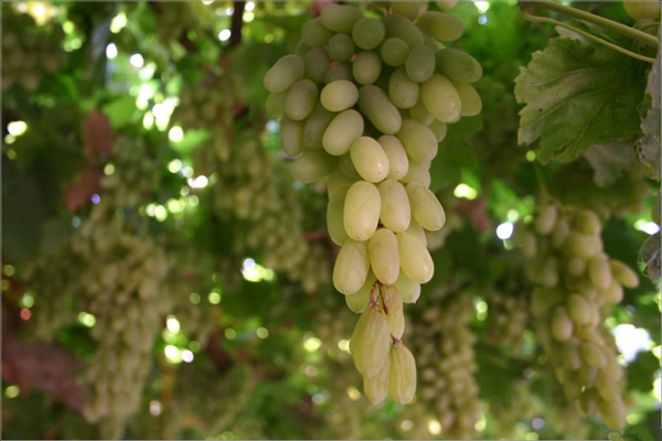 Photo, Image & Picture of Xinjiang Turpan Specialty